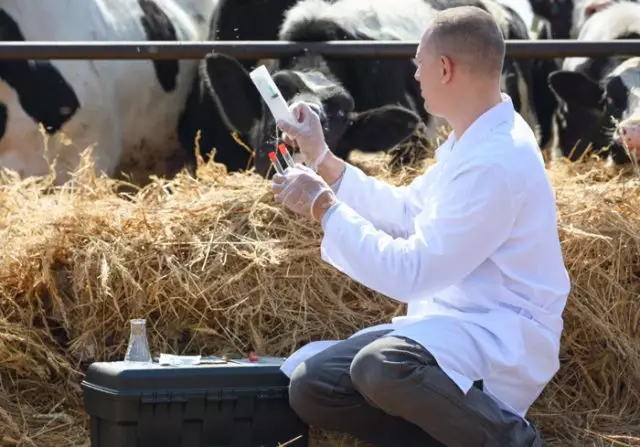 Uši pri teletih in kravah: znaki, zdravljenje, preprečevanje 9110_5