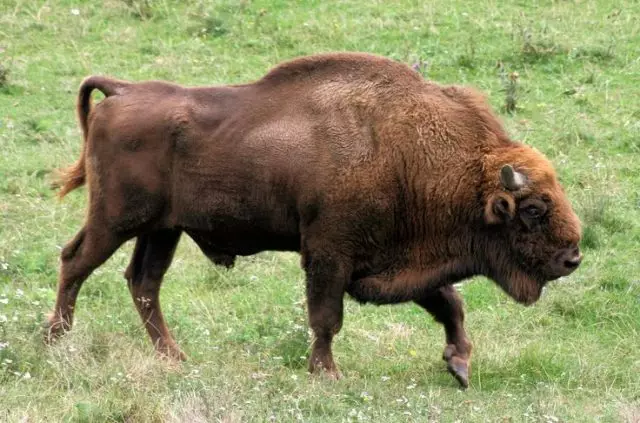 Tipus de toros: descripció de races amb fotos 9116_15