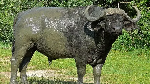 Tipus de toros: descripció de races amb fotos 9116_3