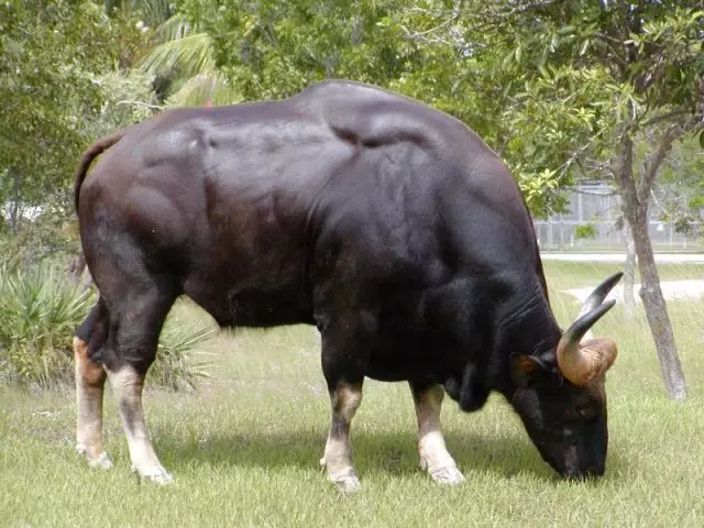 Tipus de toros: descripció de races amb fotos 9116_4