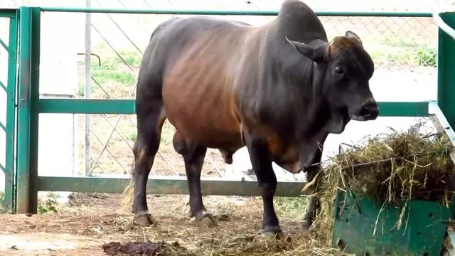 Tipus de toros: descripció de races amb fotos 9116_5