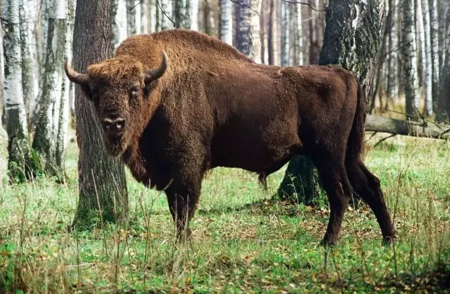 Druhy býků: popis plemen s fotografiemi 9116_6