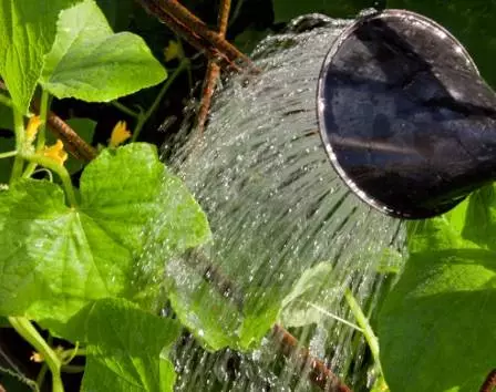 Dagba cucumbers ni isubu ninu eefin kan 9171_10