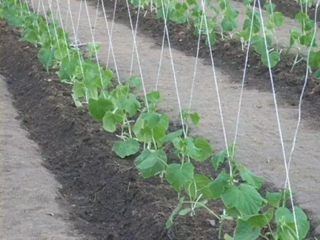 Nagtubo nga mga pepino sa tingdagdag sa usa ka greenhouse 9171_18