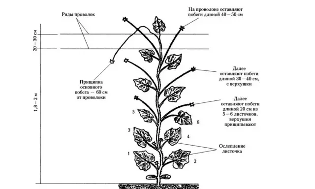 Wuesse Gurken am Hierscht an engem Treibhauseffekt 9171_20