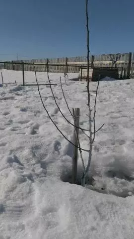 Irħam tal-Lanġas: deskrizzjoni tal-varjetà, ritratti, reviżjonijiet .... 921_13