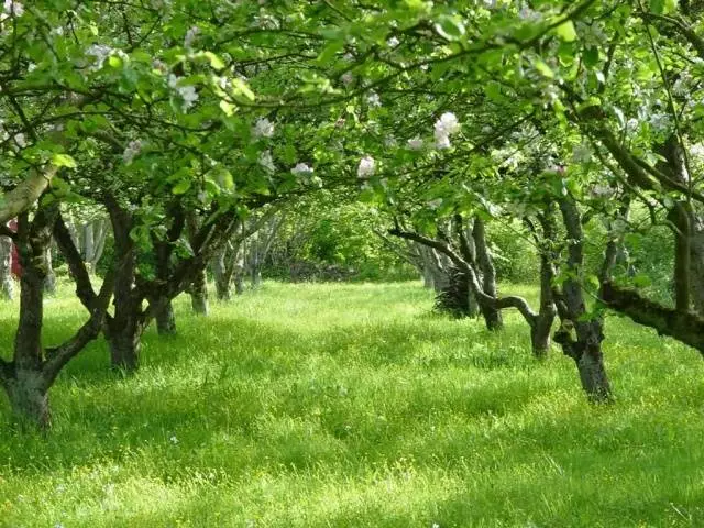 Pear Marble: verskeidenheid beskrywing, foto's, resensies 921_18