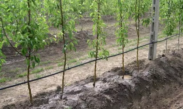 Kriaušių marmuras: veislės aprašymas, nuotraukos, apžvalgos 921_5