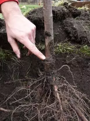 Kriaušių marmuras: veislės aprašymas, nuotraukos, apžvalgos 921_9