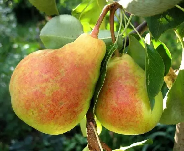 Pear Lada: barietate deskribapena, argazkiak, iritziak 923_1