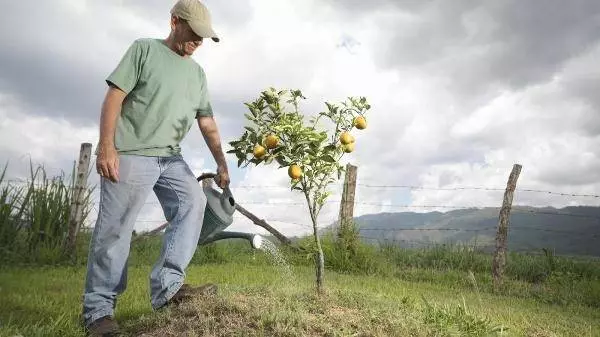 Pear Lada: barietate deskribapena, argazkiak, iritziak 923_12