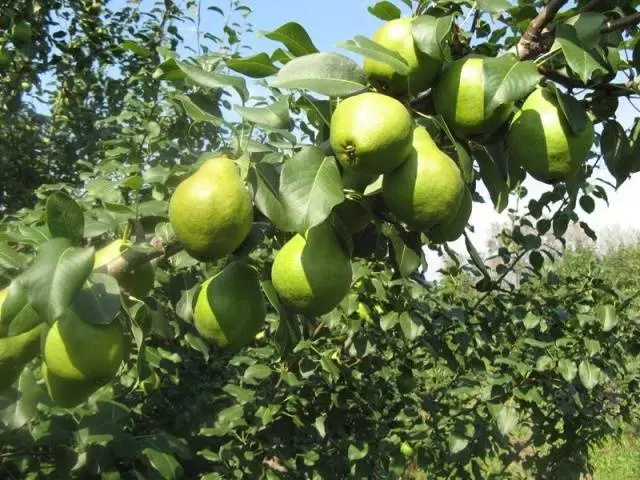 Pear Moskvichka: disgrifiad amrywiaeth, lluniau, adolygiadau 929_1