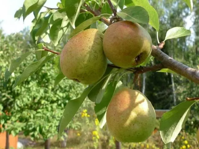 Pear Moskvichka: disgrifiad amrywiaeth, lluniau, adolygiadau 929_3