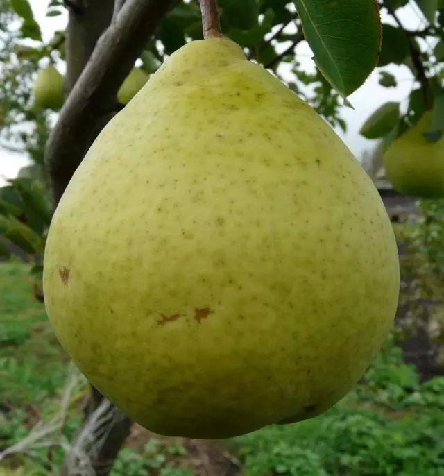 Pear Moskvichka: disgrifiad amrywiaeth, lluniau, adolygiadau 929_4