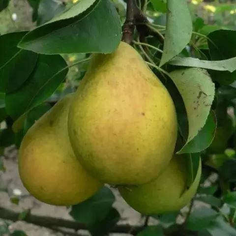 Pear Moskvichka: disgrifiad amrywiaeth, lluniau, adolygiadau 929_5