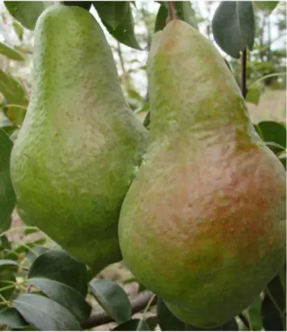 Pear Yakovlevskaya: mô tả đa dạng, ảnh, đánh giá 931_3