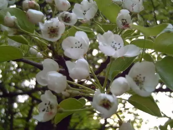 Алмұрт Яковлевская: әртүрлілік сипаттамасы, фотосуреттер, шолулар 931_4