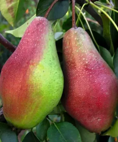 Pear Yakovlevskaya: mô tả đa dạng, ảnh, đánh giá 931_5