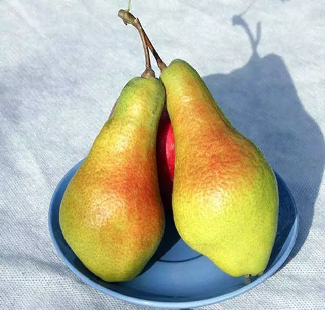 Pear Yakovlevskaya: mô tả đa dạng, ảnh, đánh giá 931_6