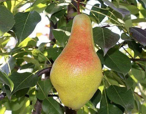 Pear Yakovlevskaya: mô tả đa dạng, ảnh, đánh giá 931_8