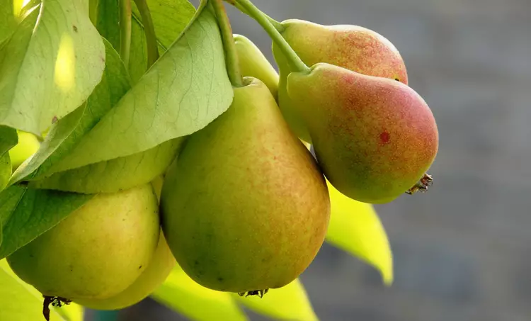 Birne beim Stillen: Ist es möglich, im ersten Monat zu essen?