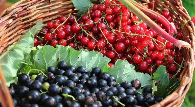 Confiture de groseilles rouges: recettes pour l'hiver sans pépins avec photo 9354_5