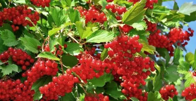 Pouring from viburnum 9387_1