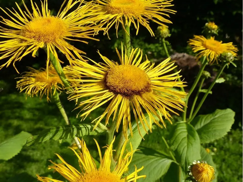 Britischer Alant (Inula britannica): medizinische Eigenschaften und Kontraindikationen