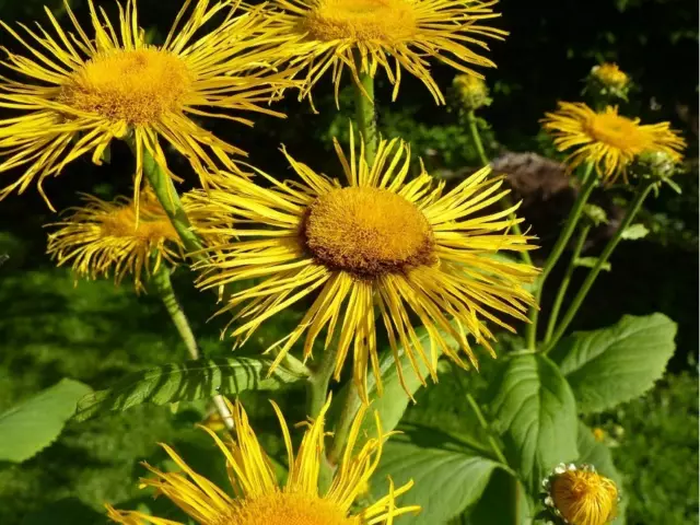 Elecampane British (Inula britannica): mga kabtangan sa medisina ug mga contraindication 958_1