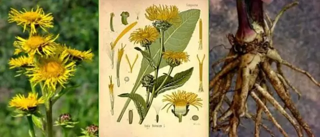 Elecampane British (Inula britannica): mga kabtangan sa medisina ug mga contraindication 958_2