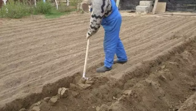 How to dig up a garden with a shovel: to what depth, virgin land, overgrown plot, vegetable garden, beds, frozen ground, is it necessary to dig in the fall 95_1