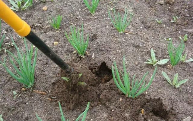 Ako vykopať záhradu lopatou: do akej hĺbky, panenskej pôdy, zarasteného pozemku, zeleninovej záhrady, postelí, zamrznutej zeme, je potrebné kopať na jeseň 95_12