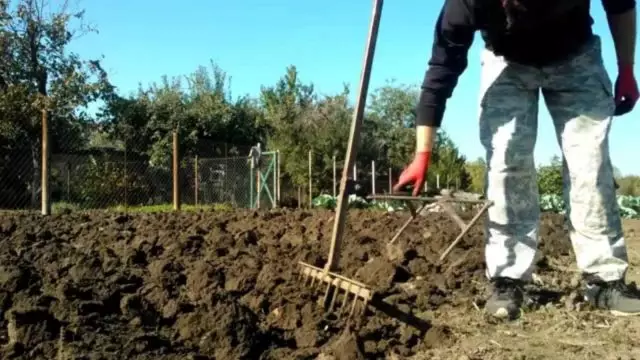 How to dig up a garden with a shovel: to what depth, virgin land, overgrown plot, vegetable garden, beds, frozen ground, is it necessary to dig in the fall 95_13