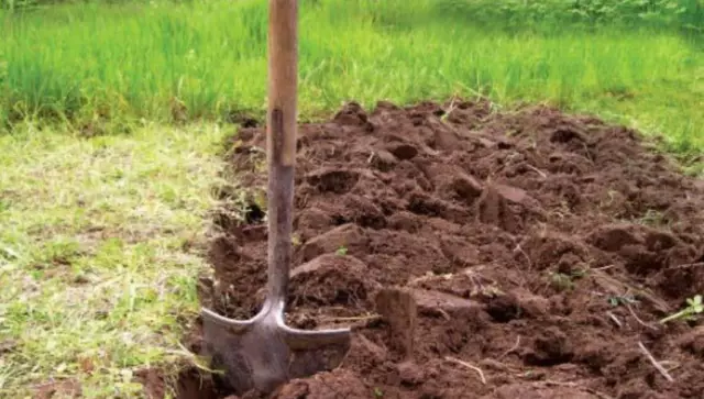 How to dig up a garden with a shovel: to what depth, virgin land, overgrown plot, vegetable garden, beds, frozen ground, is it necessary to dig in the fall 95_14