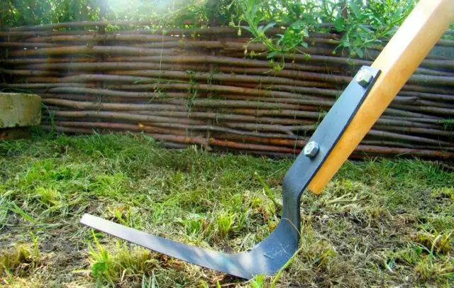 How to dig up a garden with a shovel: to what depth, virgin land, overgrown plot, vegetable garden, beds, frozen ground, is it necessary to dig in the fall 95_9