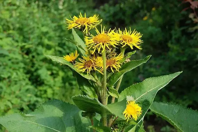 Elecampane: medizinesch Eegeschaften an Uwendung, Rezepter, wat hëlleft vu wéi enger Krankheet 960_1