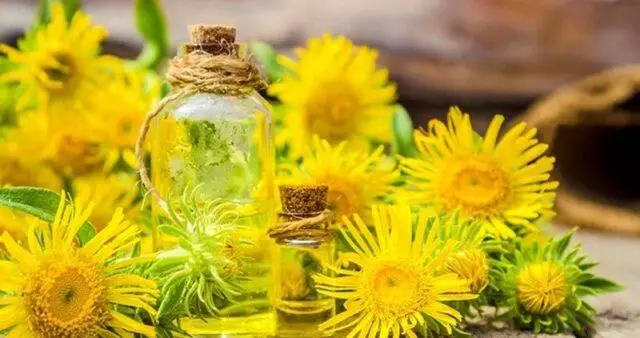 Elecampane: sifat obat lan aplikasi, resep, apa sing bisa mbantu penyakit 960_19