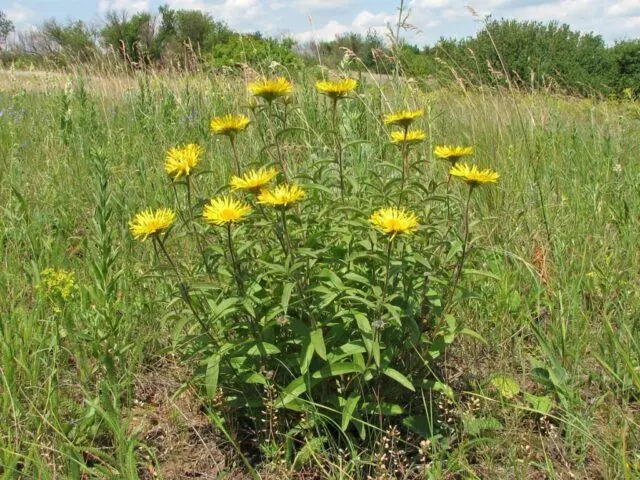 Elecampane: medyske eigenskippen en tapassing, resepten, wat helpt by hokker sykten 960_21