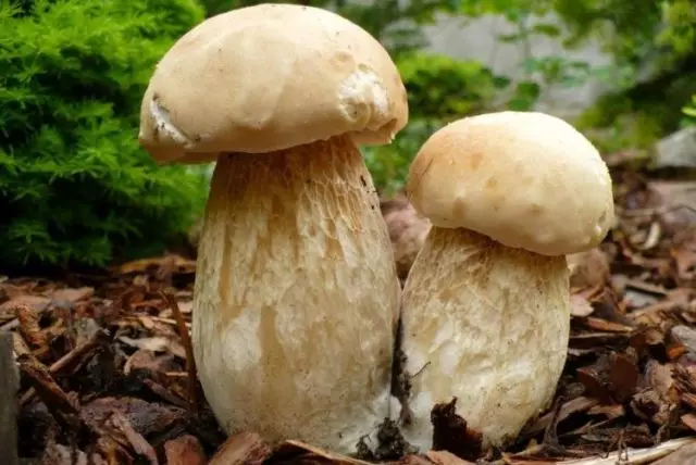 Birch porcini mushroom: where it grows, what it looks like, is it possible to eat, collection rules, photo 9634_1