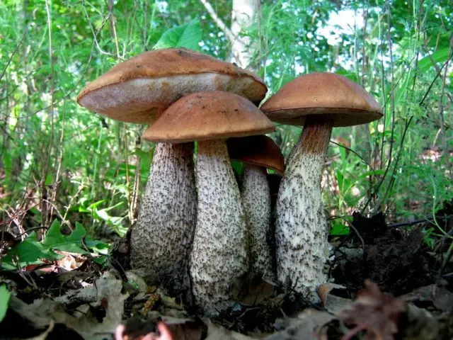 Birch porcini mushroom: where it grows, what it looks like, is it possible to eat, collection rules, photo 9634_11