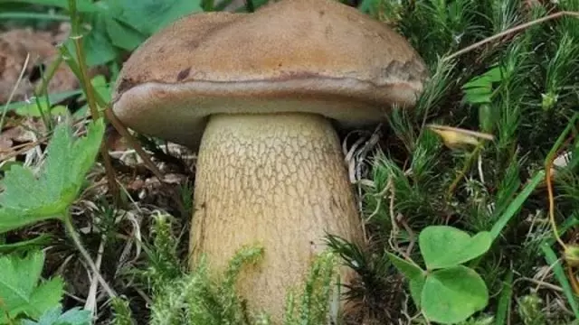 Birch porcini mushroom: where it grows, what it looks like, is it possible to eat, collection rules, photo 9634_3