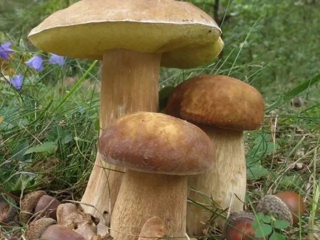 Birch porcini mushroom: where it grows, what it looks like, is it possible to eat, collection rules, photo 9634_6