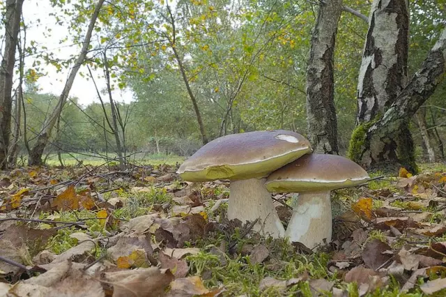 Birch porcini mushroom: where it grows, what it looks like, is it possible to eat, collection rules, photo 9634_7