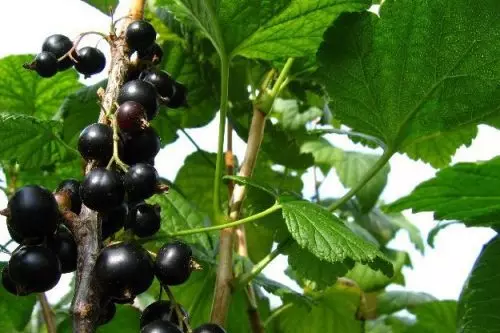 Black Currant Delicacy: apejuwe oriṣiriṣi, awọn fọto, awọn atunwo, pollinators 9652_2