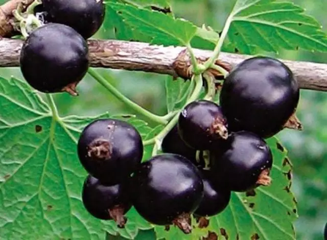 Black Currant Delicacy: apejuwe oriṣiriṣi, awọn fọto, awọn atunwo, pollinators 9652_3