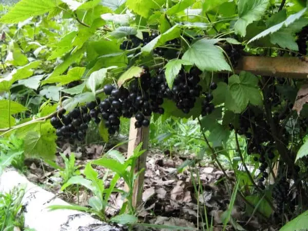 Μαύρη σταφίδα Delicacy: περιγραφή ποικιλίας, φωτογραφίες, κριτικές, επικονιαστές 9652_4