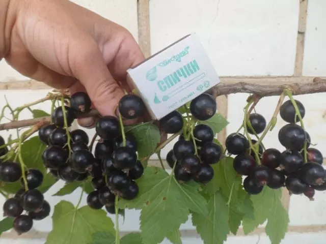 Black Currant Delicacy: apejuwe oriṣiriṣi, awọn fọto, awọn atunwo, pollinators 9652_5