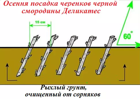 Қара қарақат Delicacy: әртүрлілік сипаттамасы, фотосуреттер, шолулар, тозаңдатқыштар 9652_6