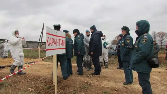 Прышчэпкі парасятам з нараджэння ў хатніх умовах: табліца, вакцыны, схема вакцынацыі, як зрабіць укол, куды калоць 9656_3