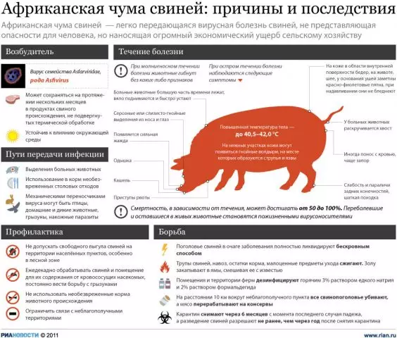 Гэртээ төрснөөсөө хойш гахайн вакцинжуулалт: хүснэгт, вакцин, вакцинжуулалтын хуваарь, хэрхэн тарилга хийх, хаана тарих 9656_8